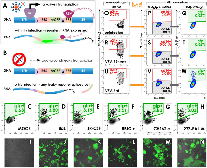 TZM-gfp cells: a tractable fluorescent tool for analysis of rare and early HIV-1 infection - PMC