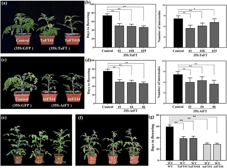Mobility of FLOWERING LOCUS T protein as a systemic signal in trifoliate orange and its low ...