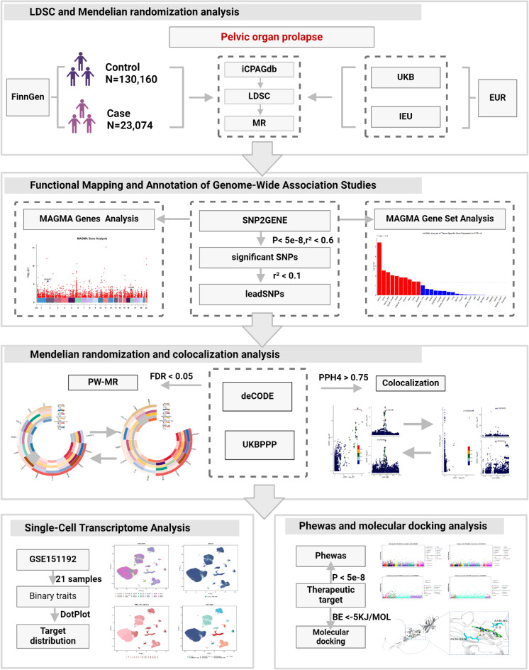 Identification of potential drug targets for pelvic organ prolapse using a proteome-wide ...