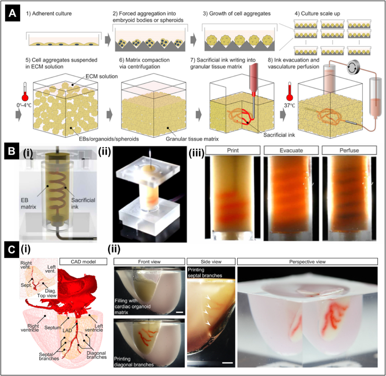 Embedded 3D bioprinting – An emerging strategy to fabricate biomimetic & large vascularized ...
