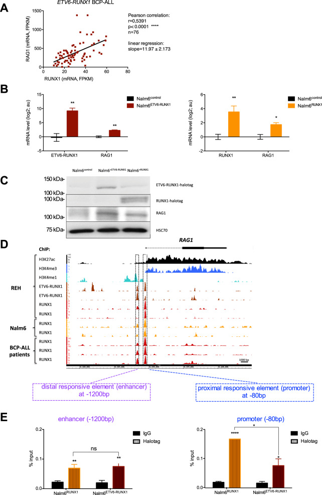 ETV6-RUNX1 and RUNX1 directly regulate RAG1 expression: one more step in the understanding of ...