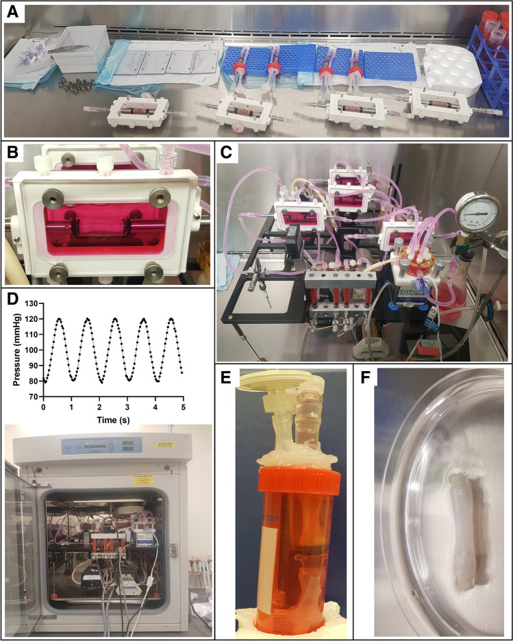 Physiologically relevant platform for an advanced in vitro model of the ...