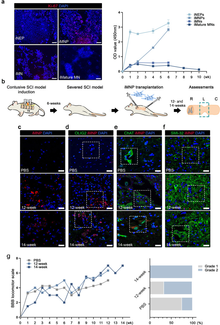 Stepwise combined cell transplantation using mesenchymal stem cells and induced pluripotent stem ...