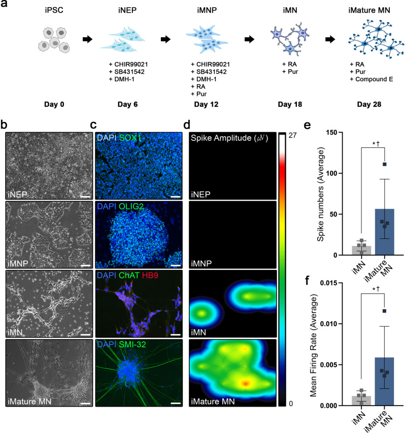 Stepwise combined cell transplantation using mesenchymal stem cells and induced pluripotent stem ...