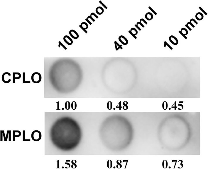 An improved protein lipid overlay assay for studying lipid–protein ...