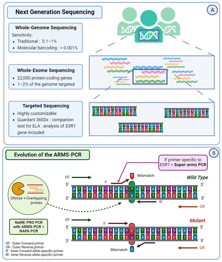 Esr1 Gene Mutations And Liquid Biopsy In Er Positive Breast Cancers A