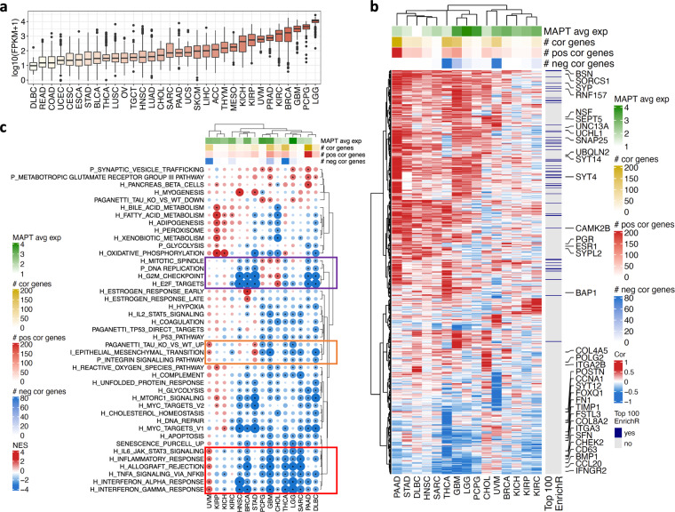Cancer Specific Association Between Tau Mapt And Cellular Pathways