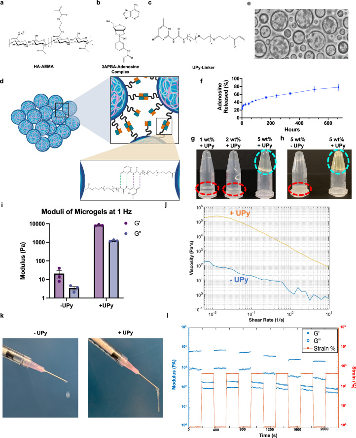 Enabling adenosine signaling to promote aged fracture healing - PMC