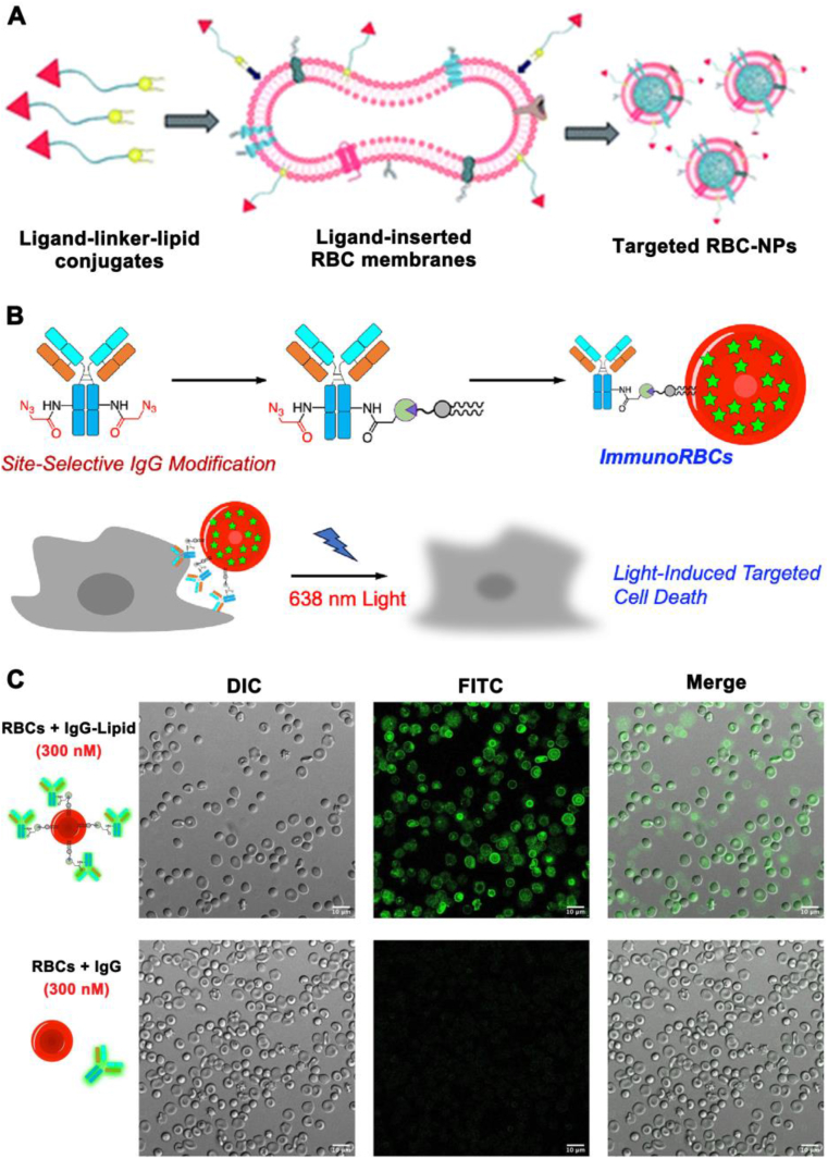 Red blood cells-derived components as biomimetic functional materials: Matching versatile ...