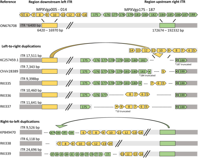 Extensive ITR expansion of the 2022 Mpox virus genome through gene ...