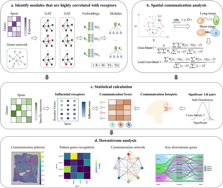 SpaCcLink: exploring downstream signaling regulations with graph attention network for ...