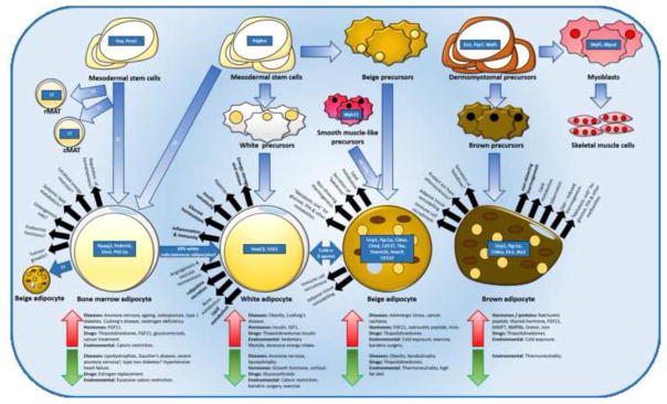 Bone Marrow Adipose Tissue Formation Function And Regulation Pmc