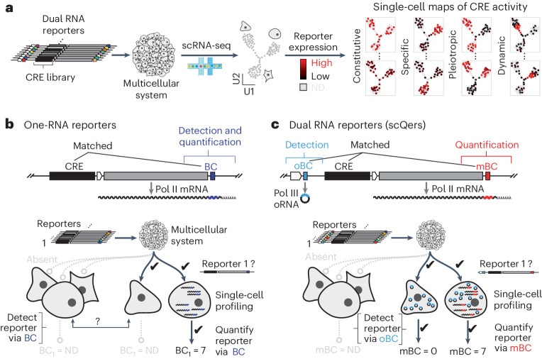 Multiplex profiling of developmental cis-regulatory elements with quantitative single-cell ...