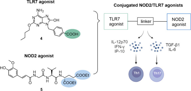 Linker Chemistry and Connectivity Fine-Tune the Immune Response and Kinetic Solubility of ...