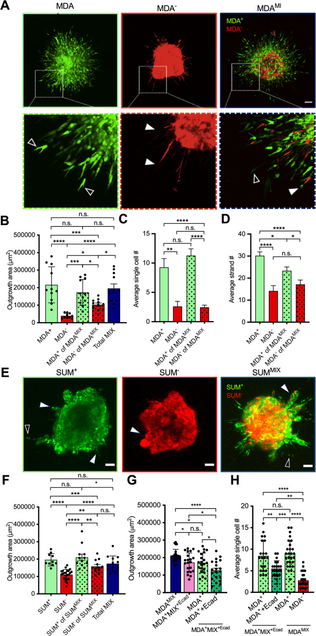Phenotypically sorted highly and weakly migratory triple negative breast cancer cells exhibit ...