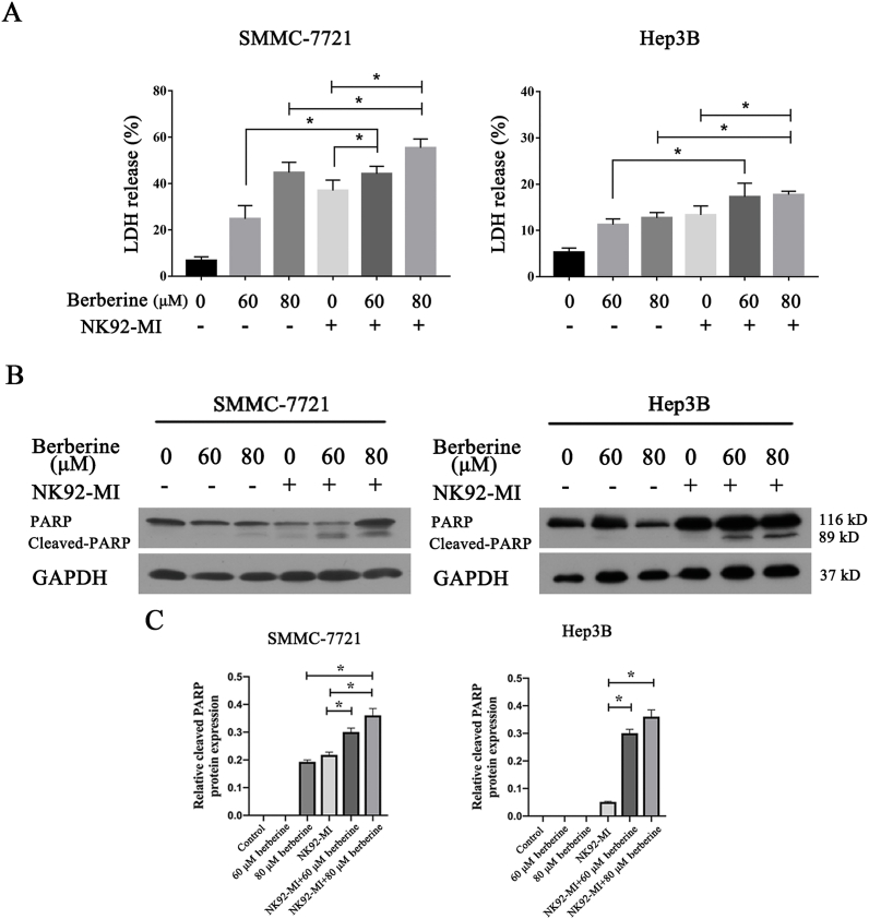 Berberine enhances the anti-hepatocellular carcinoma effect of NK92-MI cells through inhibiting ...