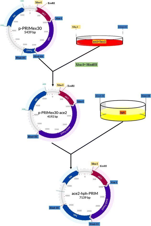 The ACEII recombinant Trichoderma reesei QM9414 strains with enhanced xylanase production and ...