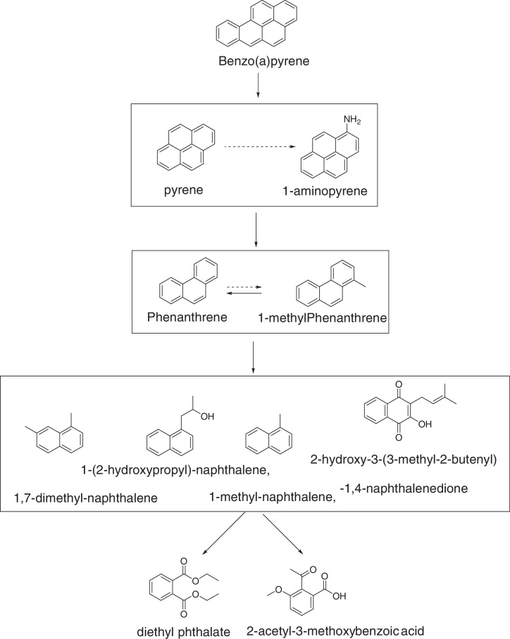 Anaerobic biodegradation of benzo(a)pyrene by a novel Cellulosimicrobium cellulans CWS2 isolated ...
