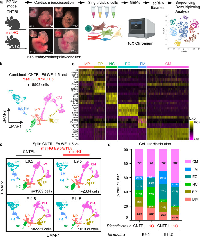 Single-cell transcriptomic profiling unveils dysregulation of cardiac progenitor cells and ...