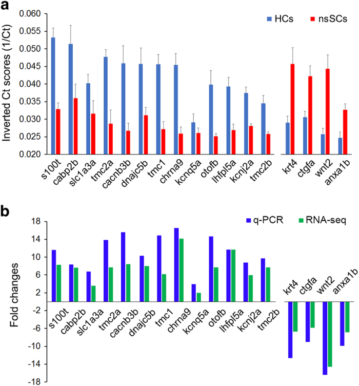 RNA-seq transcriptomic analysis of adult zebrafish inner ear hair cells - PMC