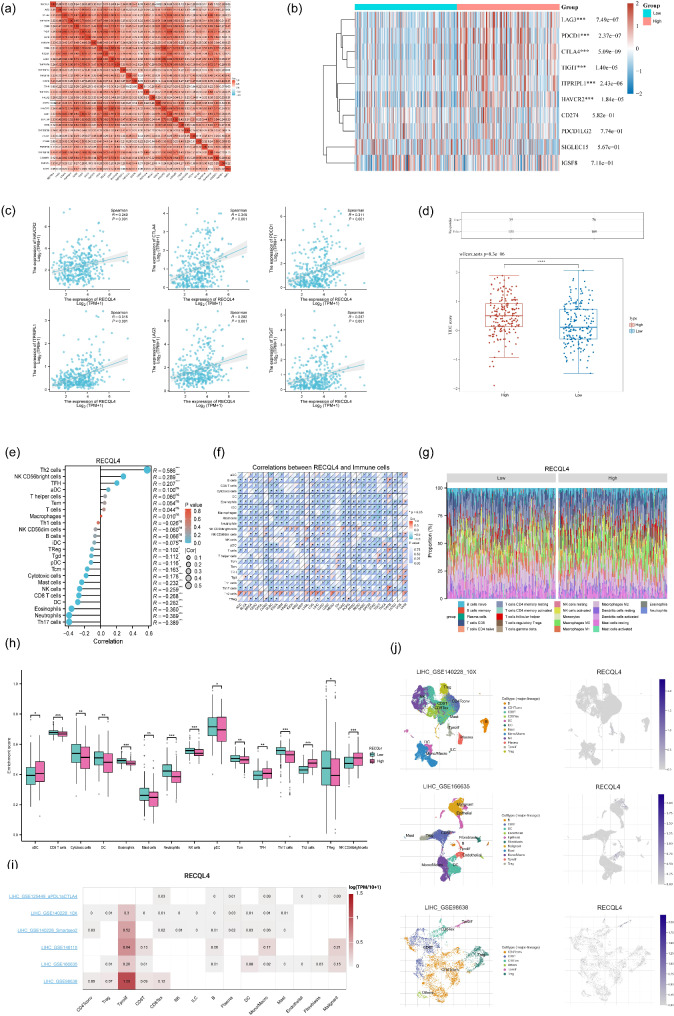Targeting RECQL4 in hepatocellular carcinoma: from prognosis to therapeutic potential - PMC