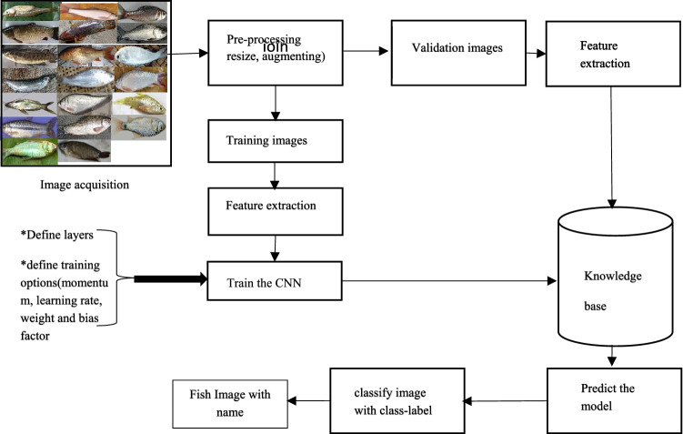 Automated Freshwater Fish Species Classification using Deep CNN - PMC