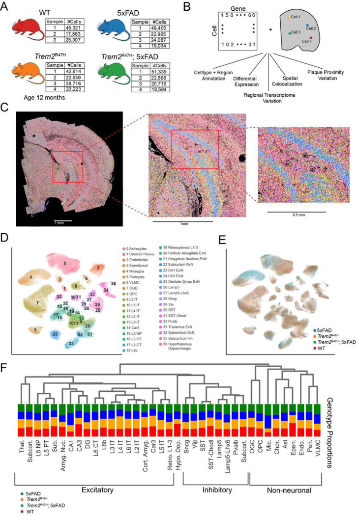 Single cell spatial transcriptomics reveals distinct patterns of ...