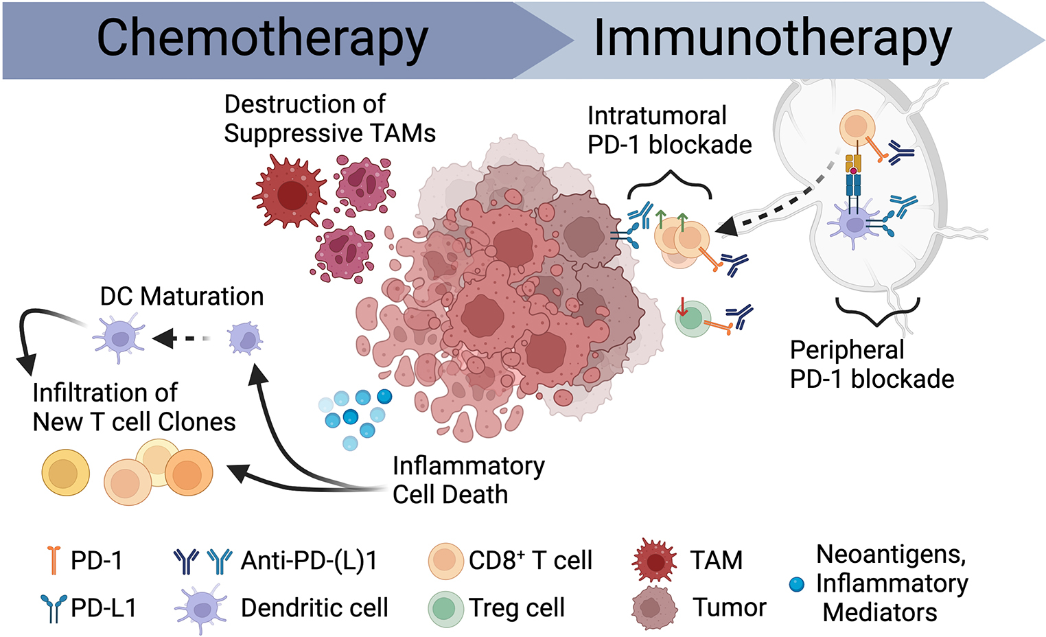Unraveling the therapeutic benefit of sequenced chemo-immunotherapy - PMC