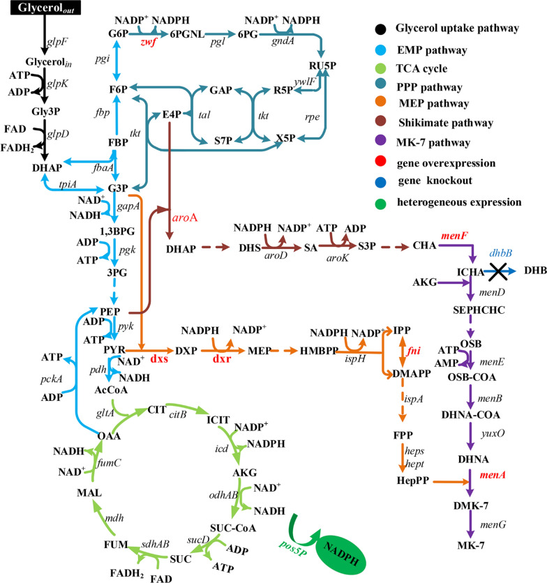 Bottom-up synthetic biology approach for improving the efficiency of menaquinone-7 synthesis in ...
