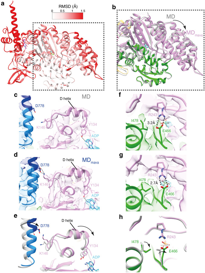 Mavacamten inhibits myosin activity by stabilising the myosin interacting-heads motif and ...