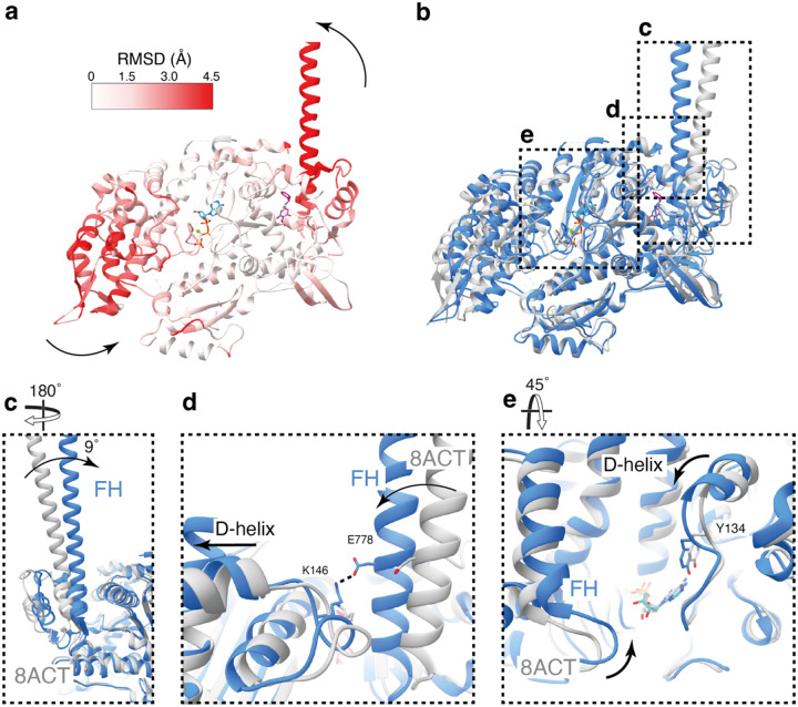 Mavacamten inhibits myosin activity by stabilising the myosin interacting-heads motif and ...