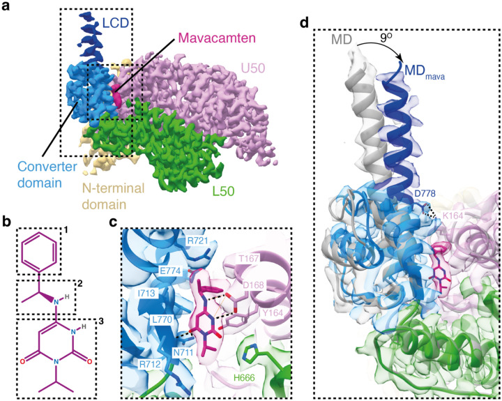 Mavacamten inhibits myosin activity by stabilising the myosin interacting-heads motif and ...