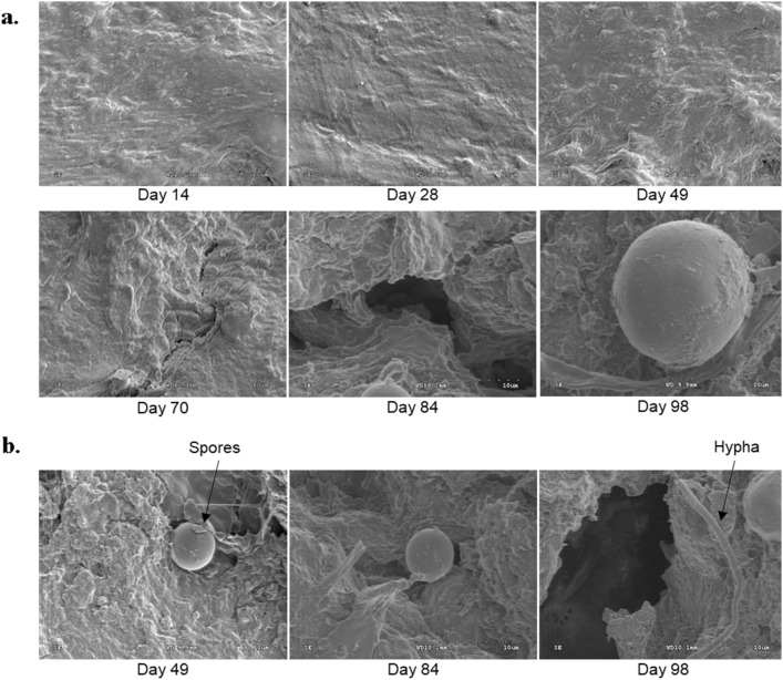 Soil burial-induced degradation of cellulose films in a moisture ...