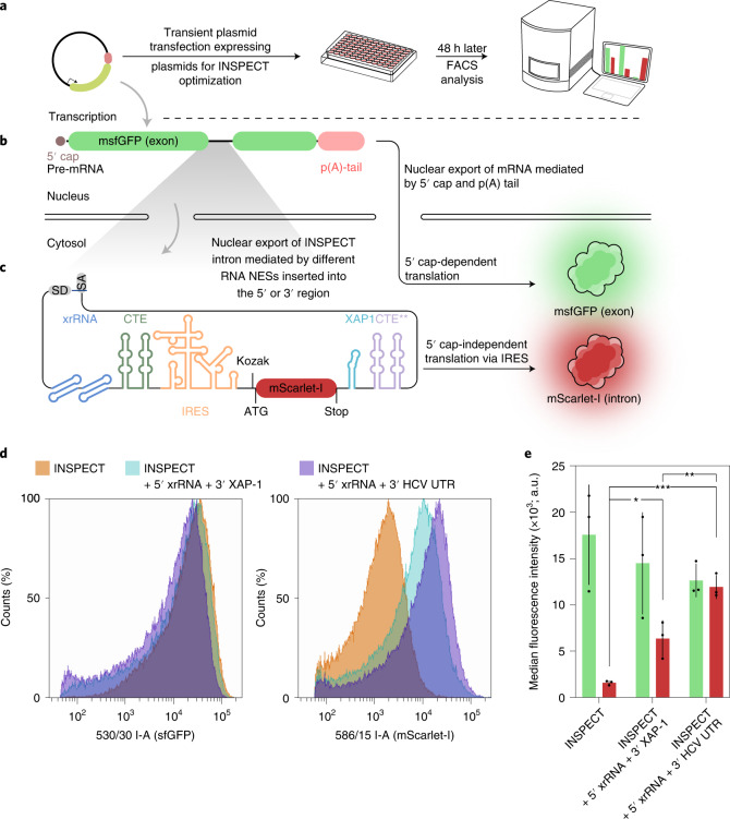 Intron-encoded cistronic transcripts for minimally invasive monitoring of coding and non-coding ...