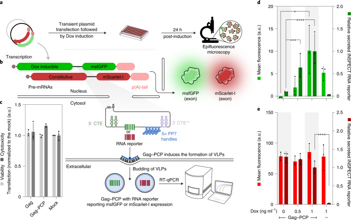 Intron-encoded cistronic transcripts for minimally invasive monitoring of coding and non-coding ...