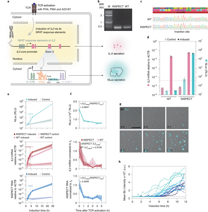 Intron-encoded cistronic transcripts for minimally invasive monitoring of coding and non-coding ...