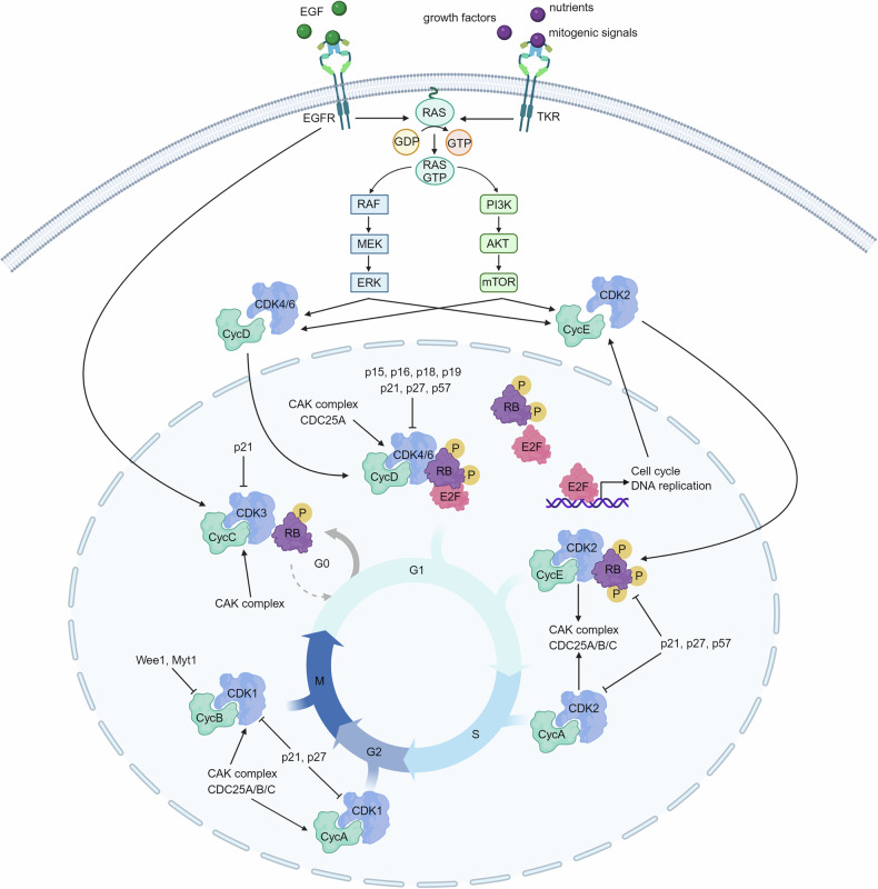 Cyclin-dependent protein kinases and cell cycle regulation in biology ...