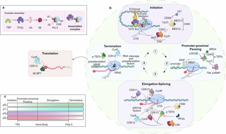 Cyclin-dependent protein kinases and cell cycle regulation in biology ...