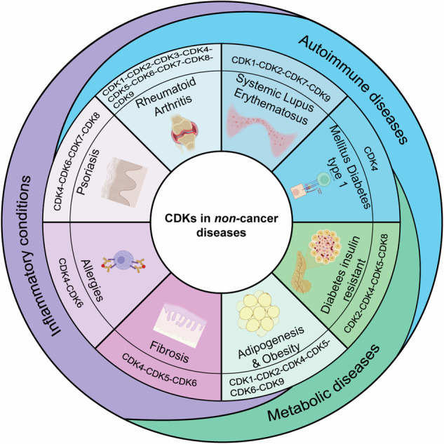 Cyclin-dependent protein kinases and cell cycle regulation in biology ...