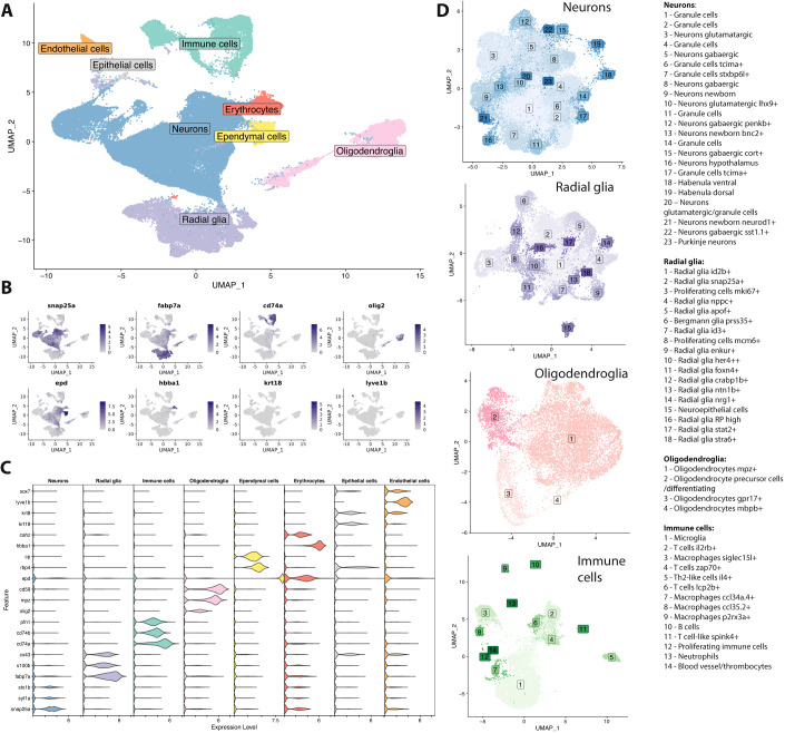 Dissecting The Spatiotemporal Diversity Of Adult Neural Stem Cells Pmc