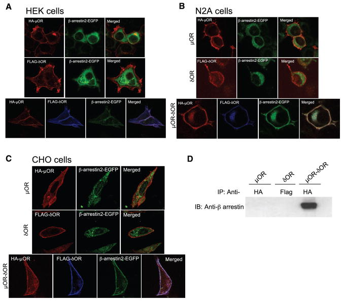 Receptor heterodimerization leads to a switch in signaling: β-arrestin2-mediated ERK activation ...