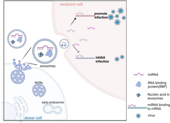 Roles and mechanisms of exosomal microRNAs in viral infections - PMC