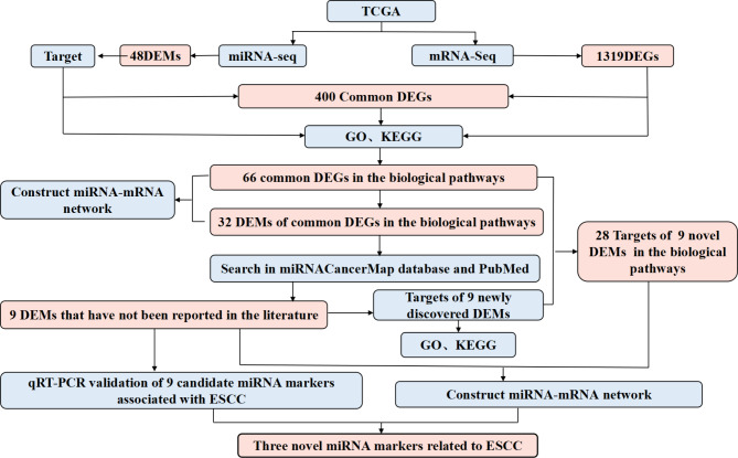 Novel miRNA markers and their mechanism of esophageal squamous cell carcinoma (ESCC) based on ...