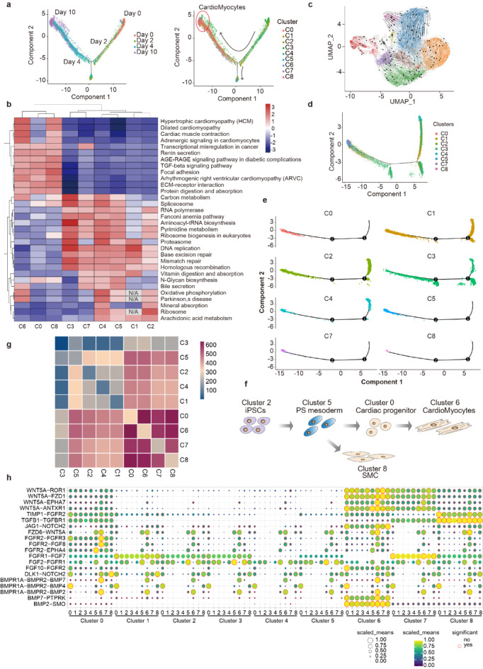 Single-cell RNA sequencing reveals key regulators and differentiation ...