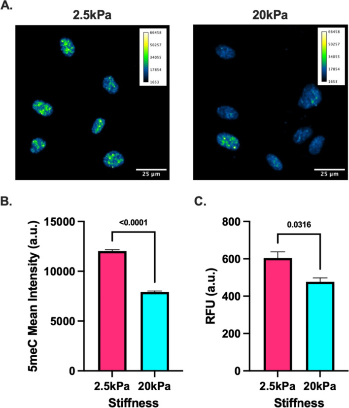 Matrix Stiffness-Mediated DNA Methylation in Endothelial Cells - PMC