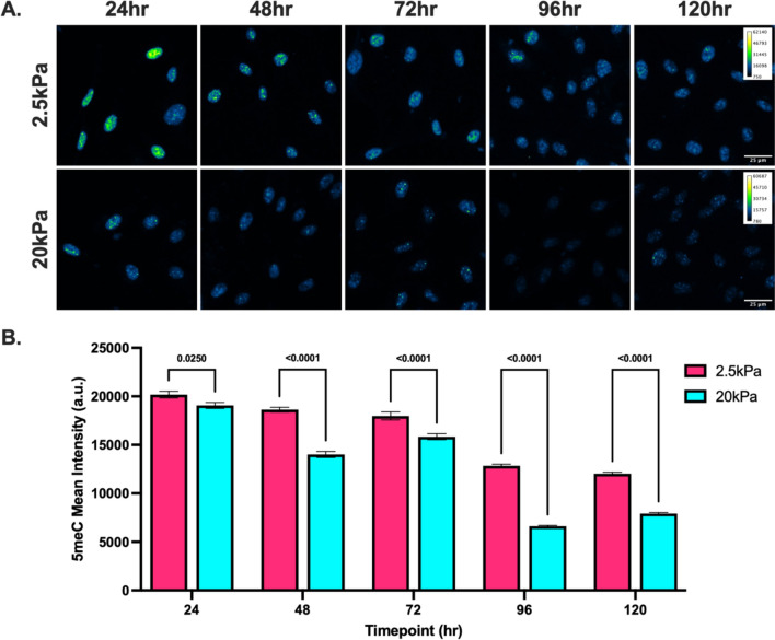 Matrix Stiffness-Mediated DNA Methylation in Endothelial Cells - PMC