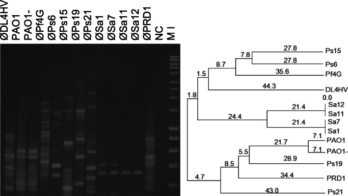 Bacteriophage genotyping using BOXA repetitive-PCR - PMC