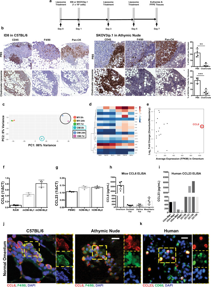 Omental macrophages secrete chemokine ligands that promote ovarian ...