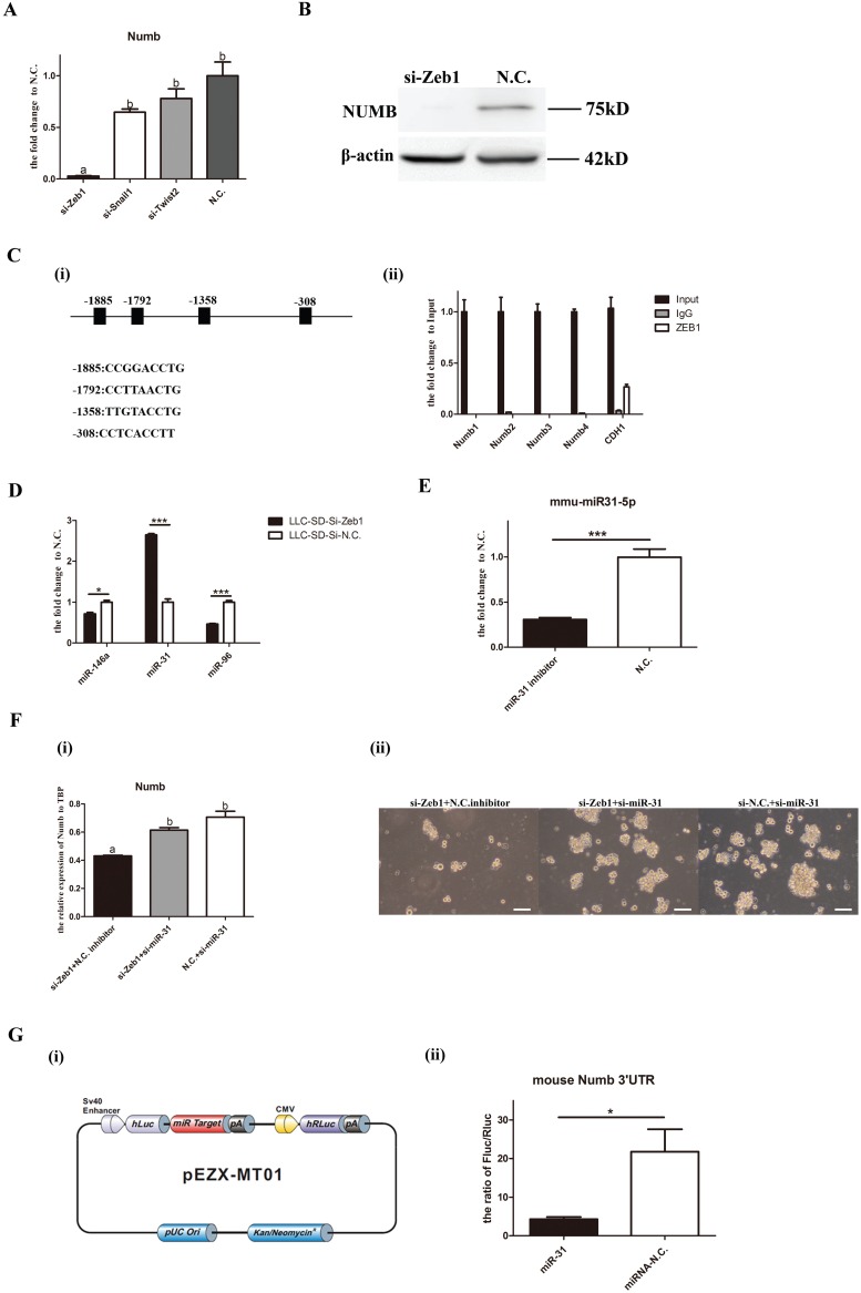 Zeb1 Regulates The Symmetric Division Of Mouse Lewis Lung Carcinoma