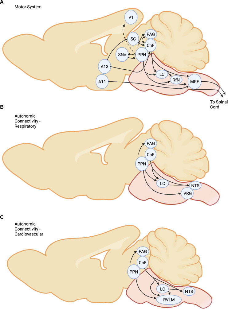 The Mesencephalic Locomotor Region Beyond Locomotor Control Pmc